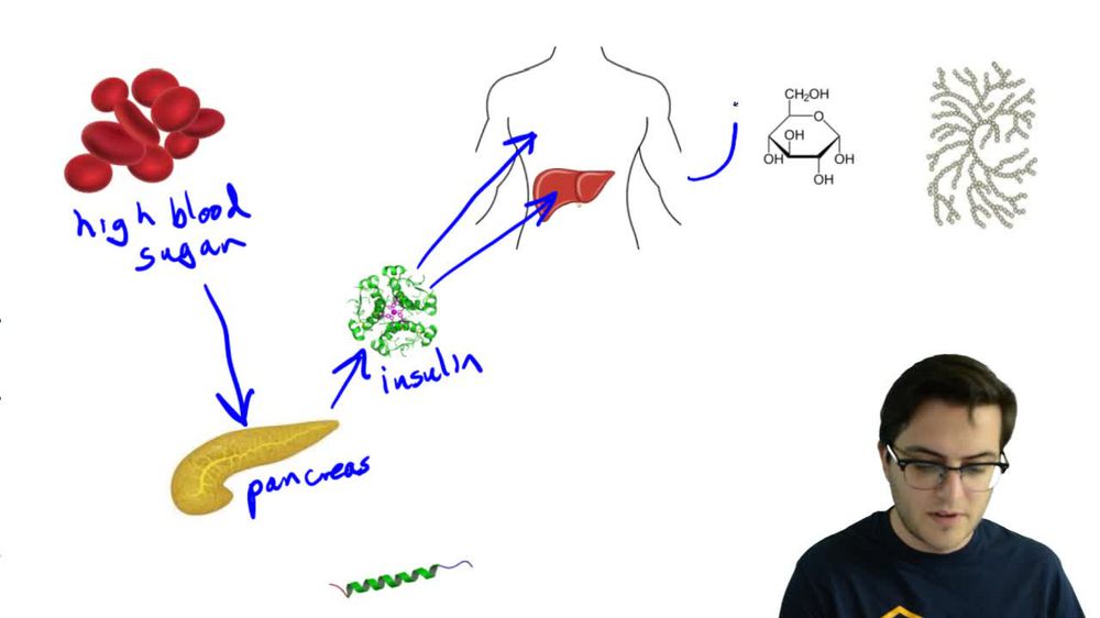 BioFlix: Homeostasis: Regulating Blood Sugar | Pearson+ Channels