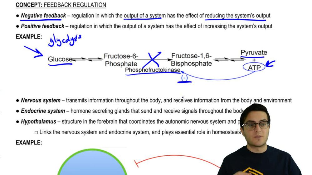 Metabolism & Nutrition, Part 2: Crash Course Anatomy & Physiology ...