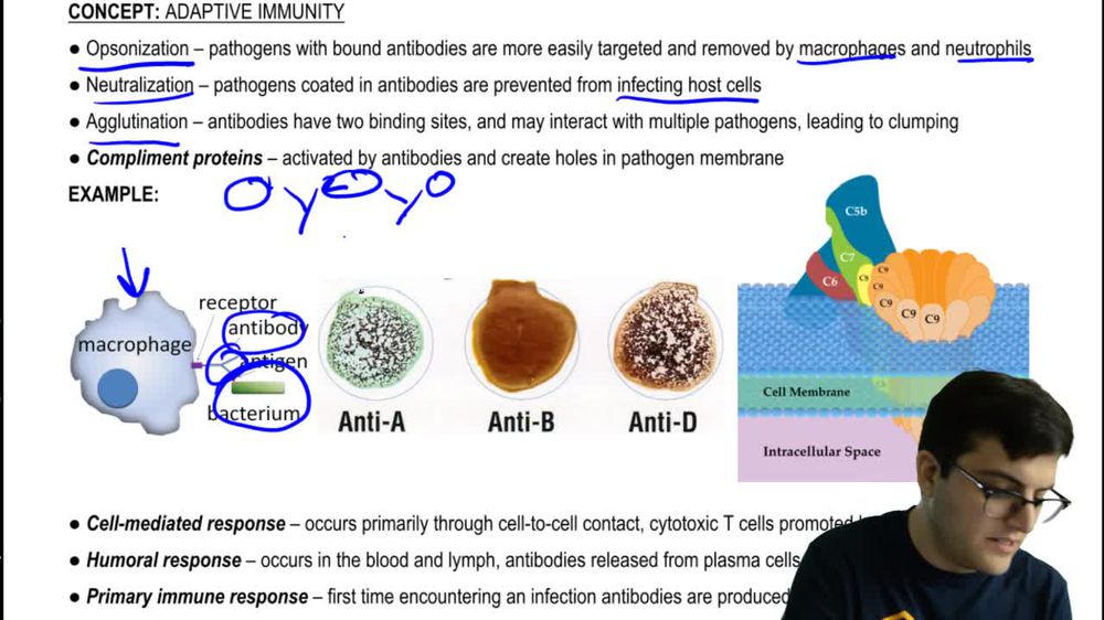 Animation: Clonal Selection | Pearson+ Channels