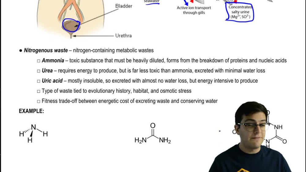 The Urinary System | Pearson+ Channels