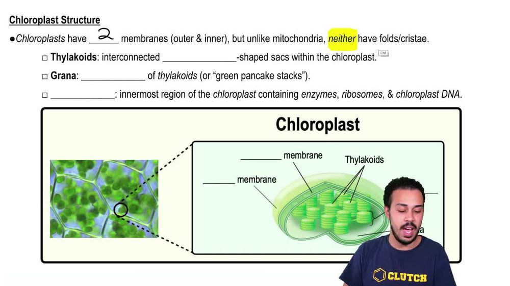 Mitochondria & Chloroplasts Example 1 | Pearson+ Channels