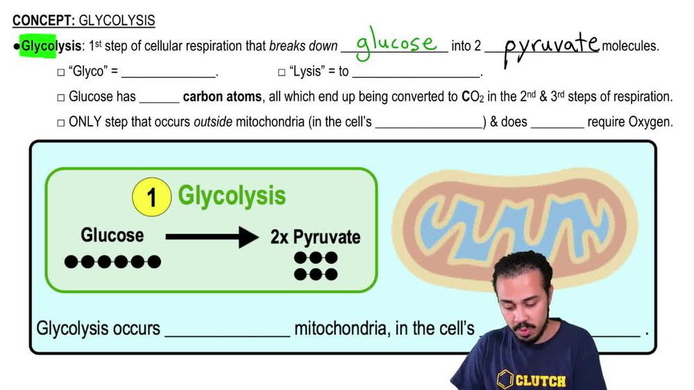 Steps of Glycolysis Reactions Explained - Animation - SUPER EASY ...