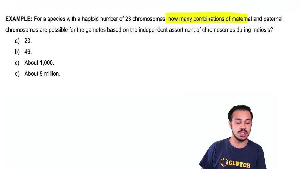 Animation: Independent Assortment | Pearson+ Channels