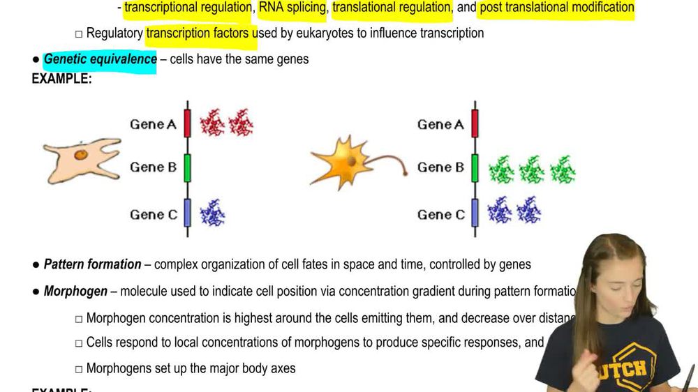 Gene Regulation: Hox Genes | A-level Biology | OCR, AQA, Edexcel | Pearson+ Channels