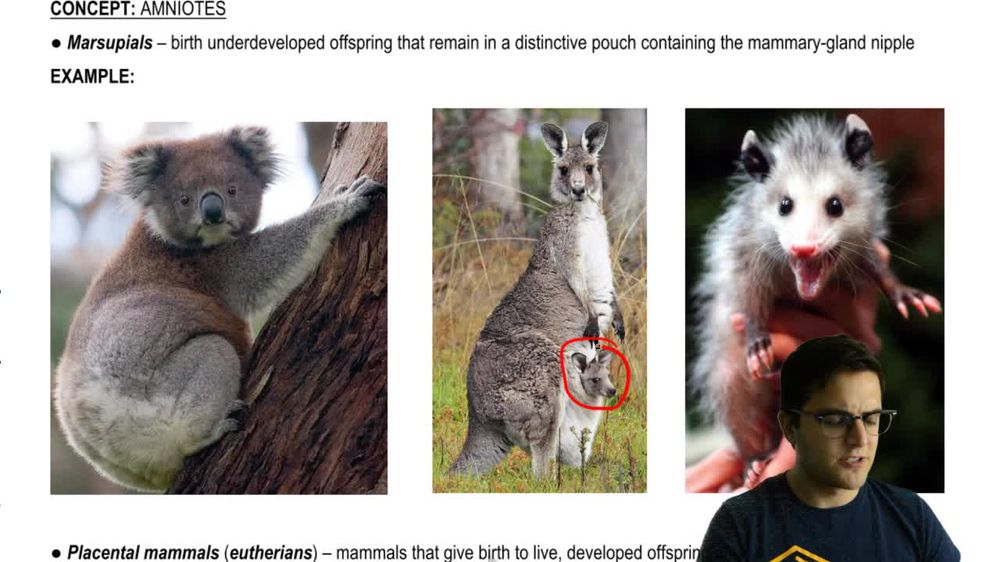 Mammals and Monotremes | Pearson+ Channels