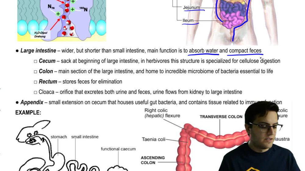 Where does absorption take place in the small intestine? | Pearson+ ...