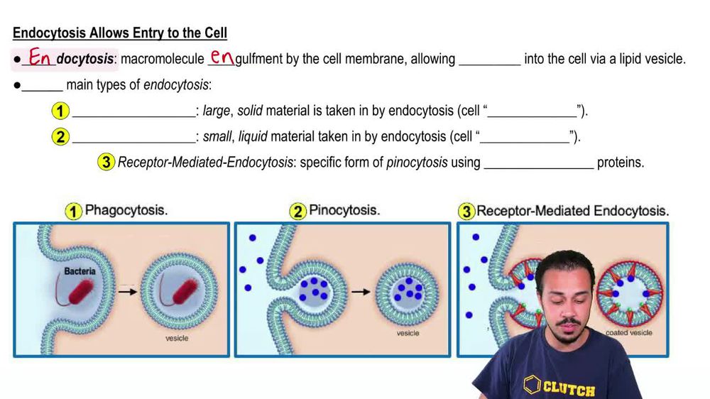 Animation: Exocytosis and Endocytosis | Pearson+ Channels