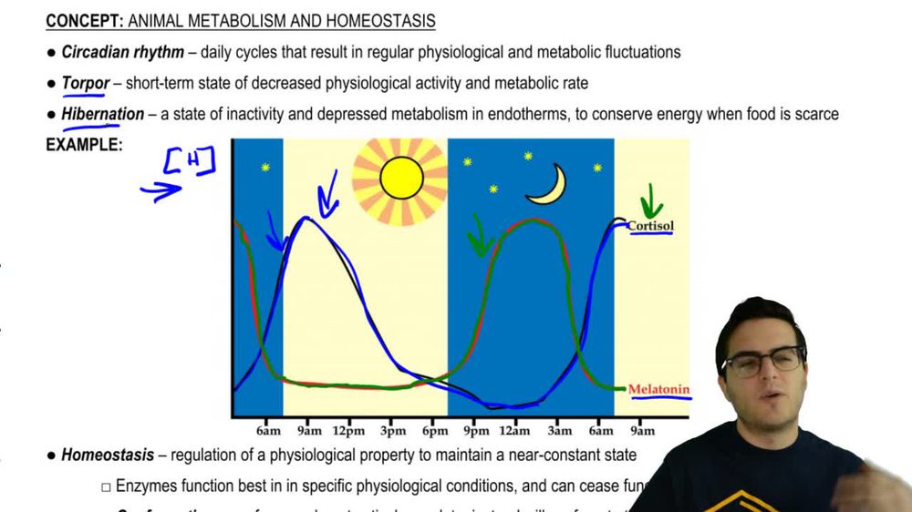 Metabolism & Nutrition, Part 2: Crash Course Anatomy & Physiology ...
