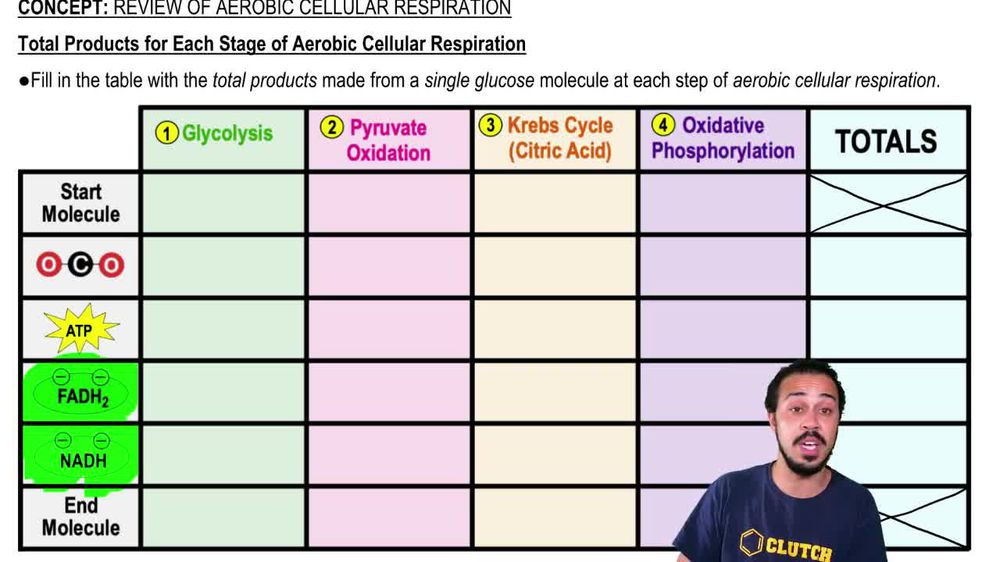 Through the first three stages of cellular respiration only 4 ATP ...