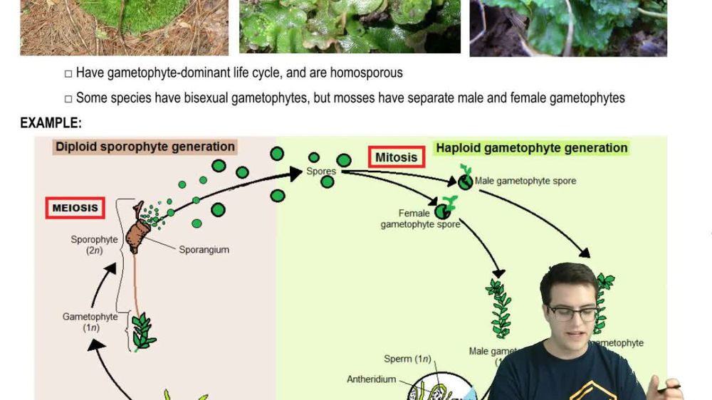 The gametophyte generation of a moss __________. | Pearson+ Channels