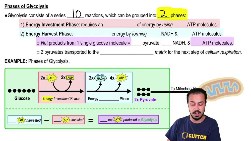 Steps of Glycolysis Reactions Explained - Animation - SUPER EASY ...