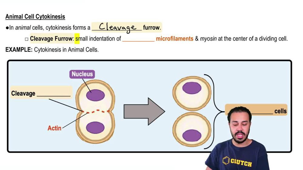 Short Video: Cytokinesis and Myosin | Pearson+ Channels