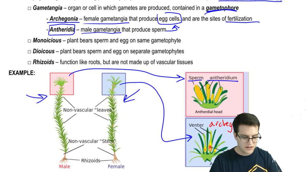 The gametophyte generation of a moss __________. | Pearson+ Channels