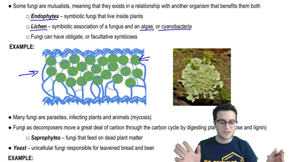 An ascus is _____. | Pearson+ Channels