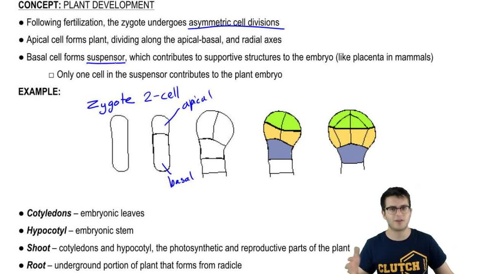 Embryonic Tissues and Pattern Formation | Pearson+ Channels