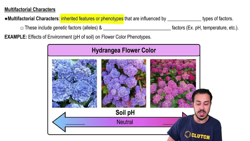 Hydrangea plants of the same genotype are planted in a large flow ...