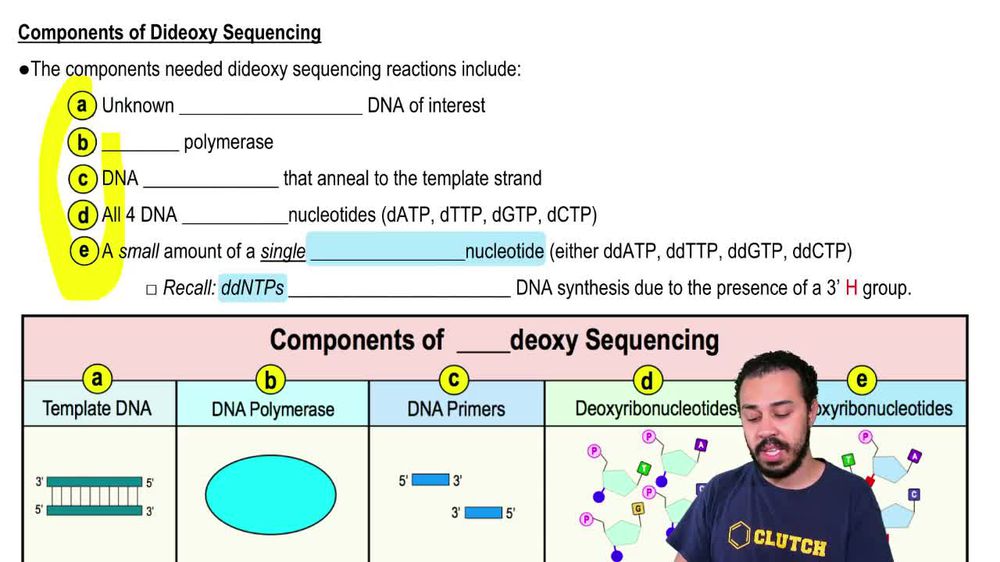 How does Sanger Sequencing Work? – Seq It Out #1 | Pearson+ Channels