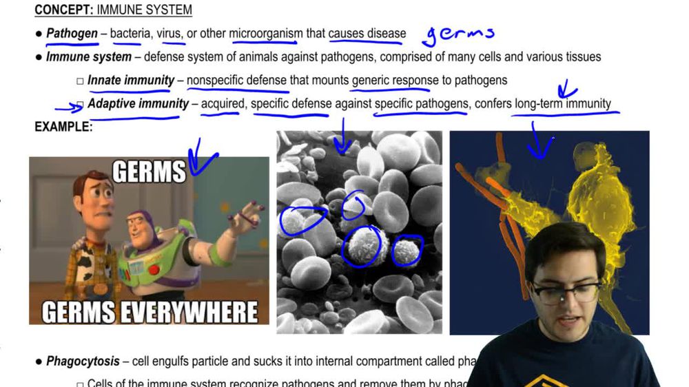 Lymphatic System: Crash Course Anatomy & Physiology #44 | Pearson+ Channels