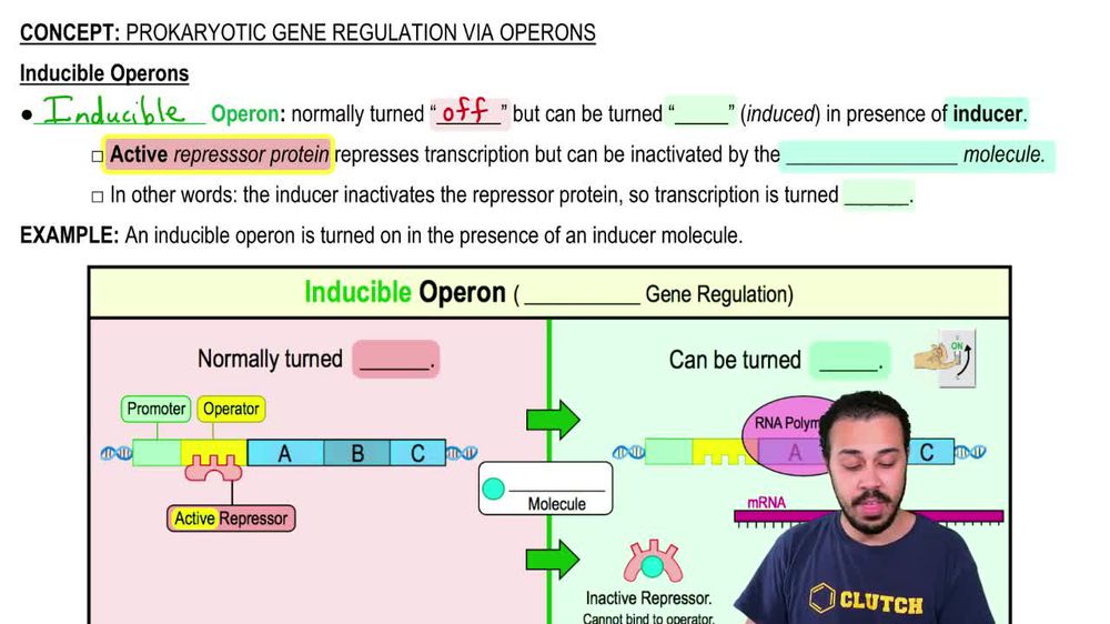 Both repressible and inducible operons control gene expression at ...