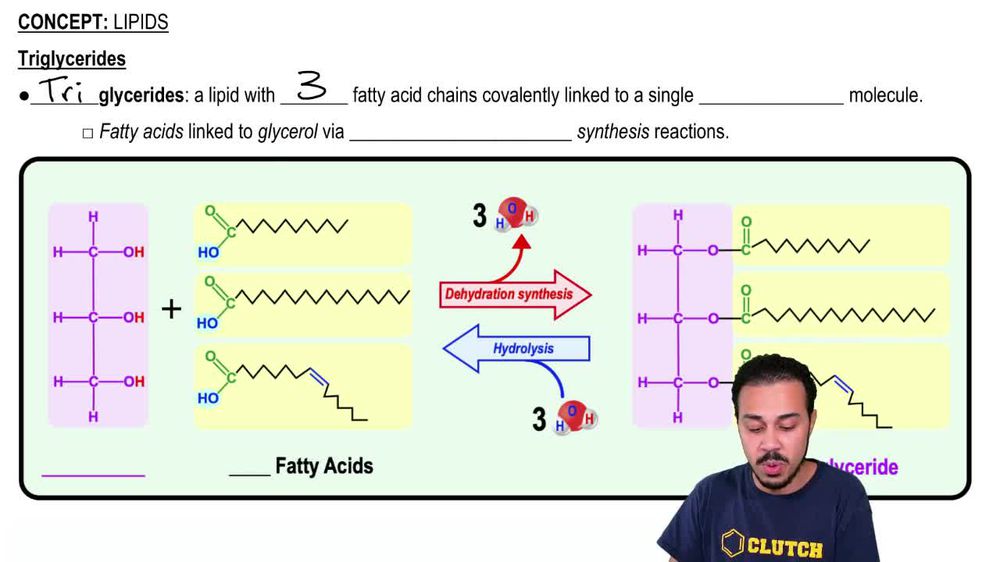 How do phospholipids interact with water molecules?a) The polar h ...