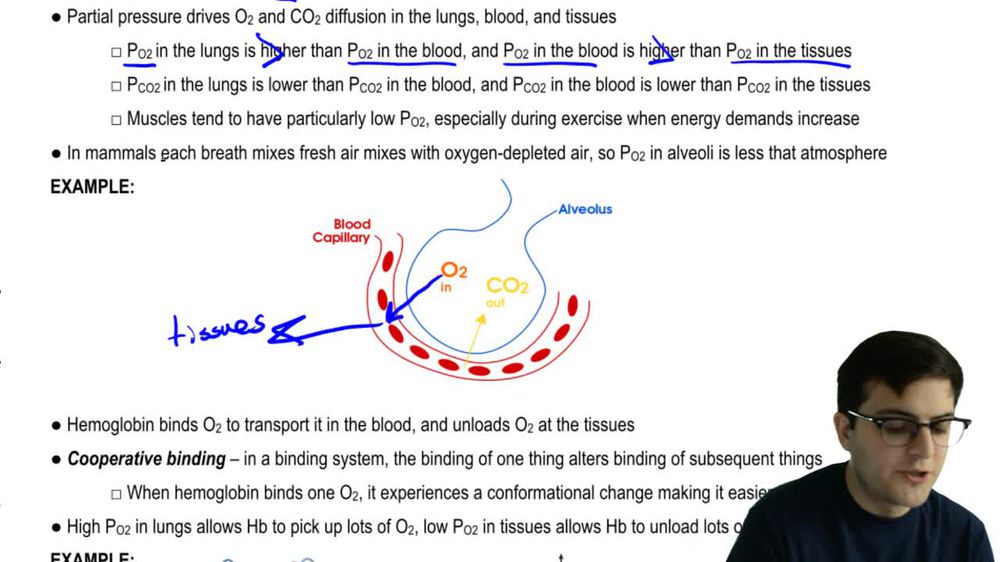 Respiratory System, Part 1: Crash Course Anatomy & Physiology #31 ...