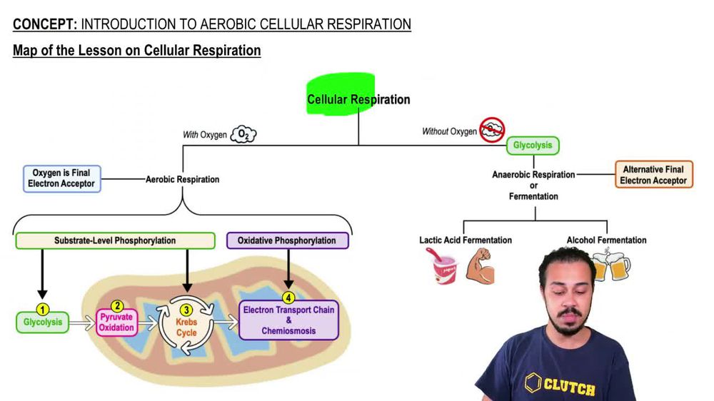 BioFlix: Cellular Respiration | Pearson+ Channels