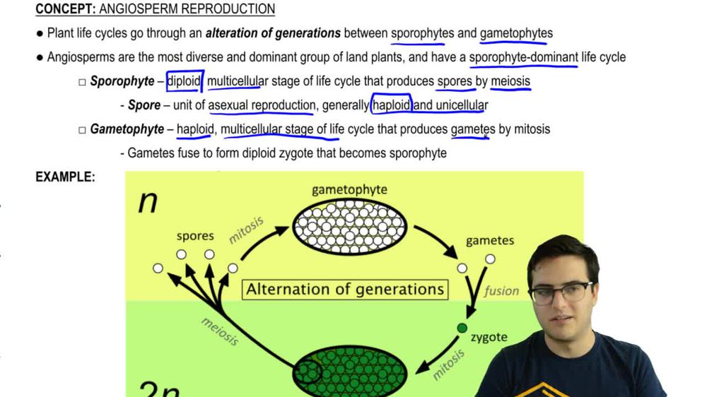 The Male Structures Of Angiosperms Are Called And The