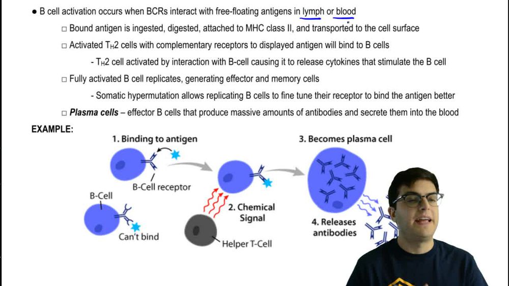Animation: Clonal Selection | Pearson+ Channels