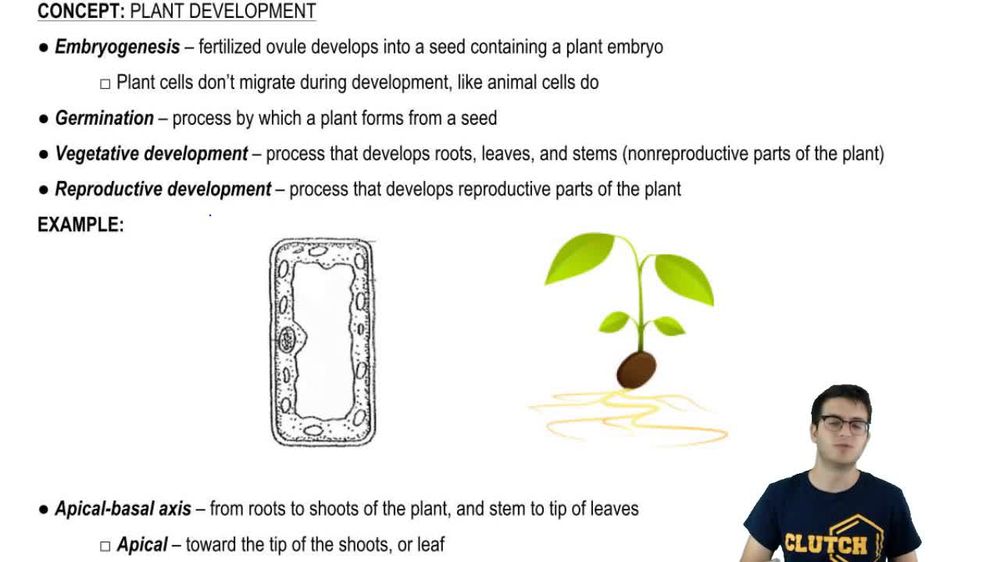 Reproduction in Flowering Plants - Development of Monocot Embryo ...