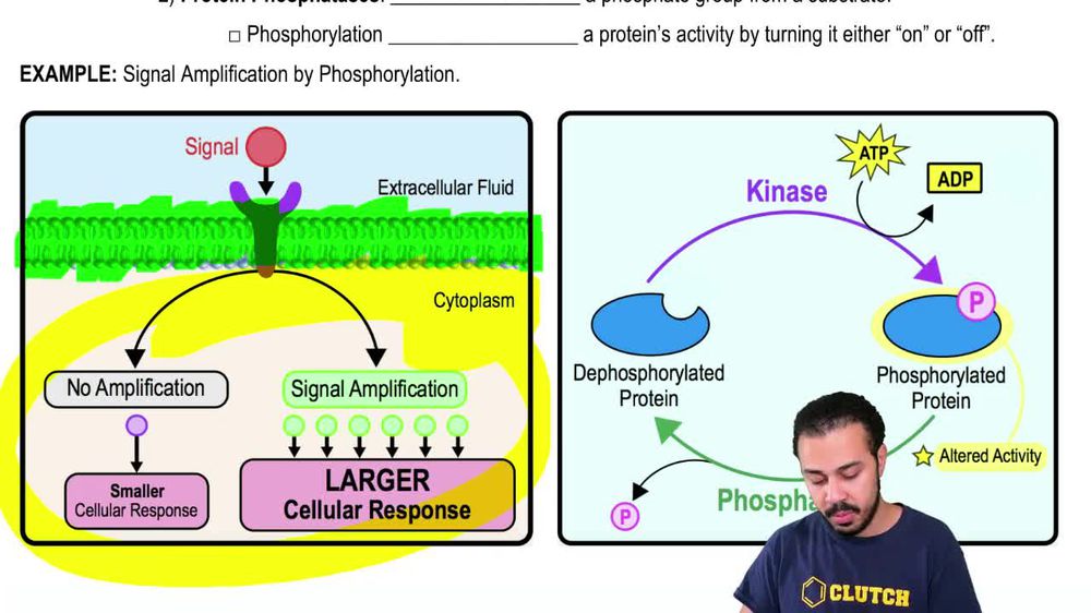Phosphorylation Cascades | Pearson+ Channels