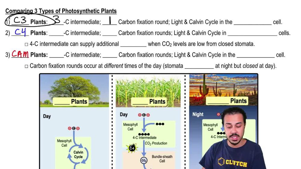 CAM plants, CAM pathway and its advantages with examples | Pearson+ ...