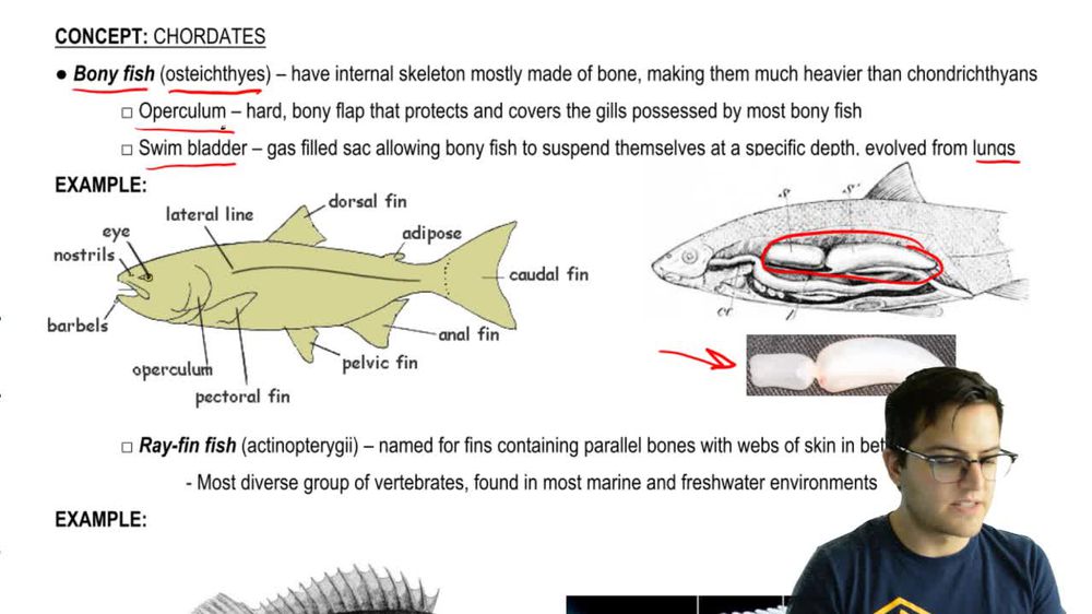 Which of the following sets of animals contains only gnathostomes ...