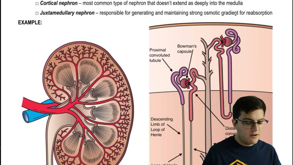 Animation: Nephron Function | Pearson+ Channels