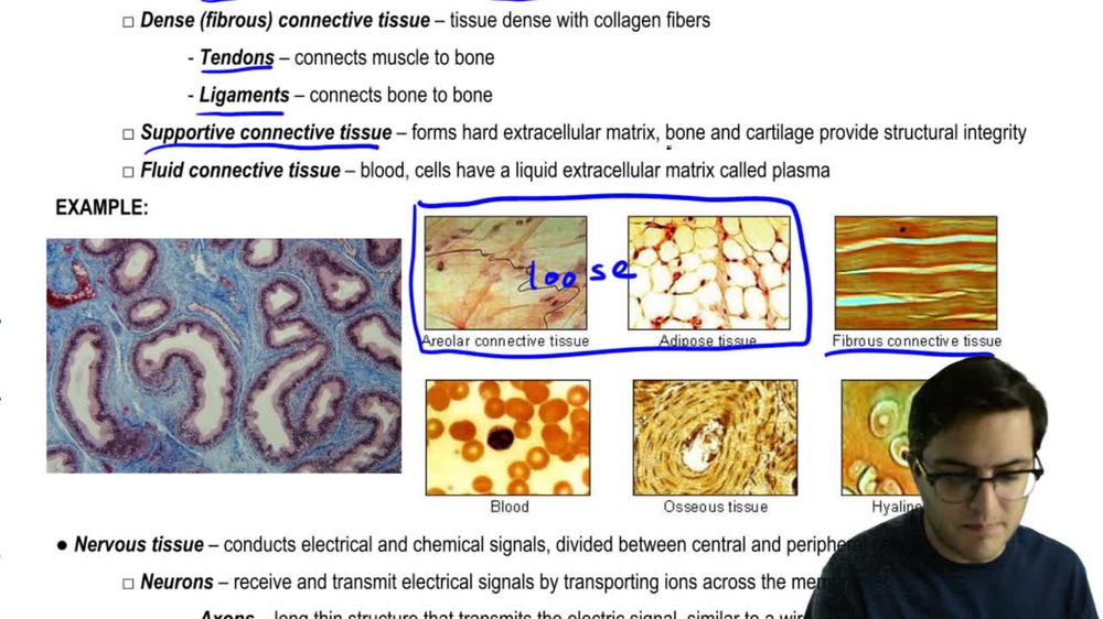 Nervous Tissue | Types of Neurons | Biology | Science | Letstute ...