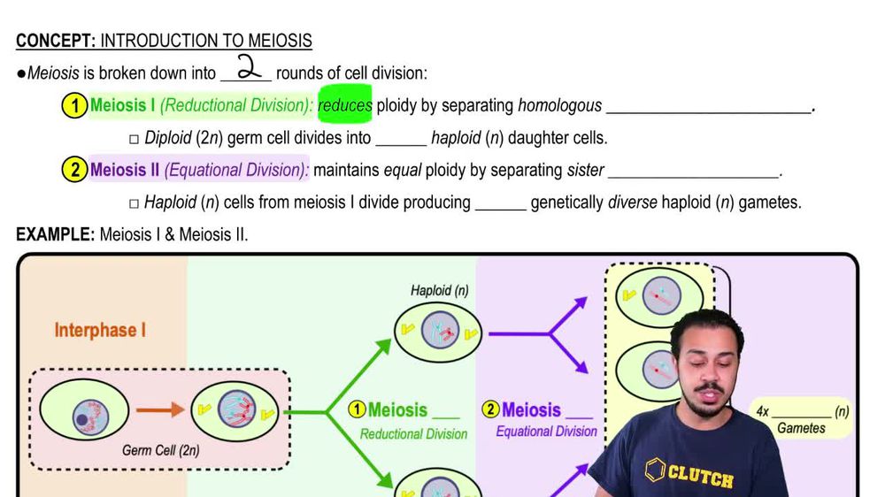 Animation: Meiosis | Pearson+ Channels