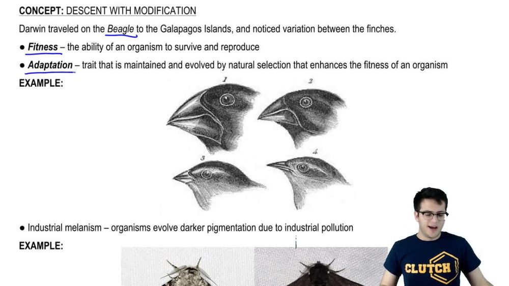 Marsupial mammals give birth to young that complete their develop ...
