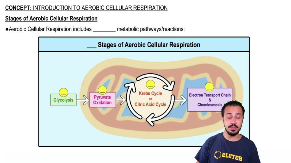 BioFlix: Cellular Respiration | Pearson+ Channels