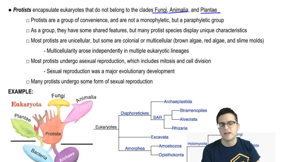 Everything you need to know about protists | Pearson+ Channels