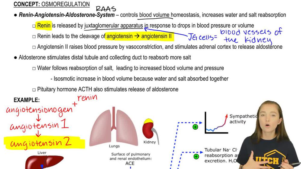 Renin Angiotensin Aldosterone System (RAAS) - Renin and Bradykini ...