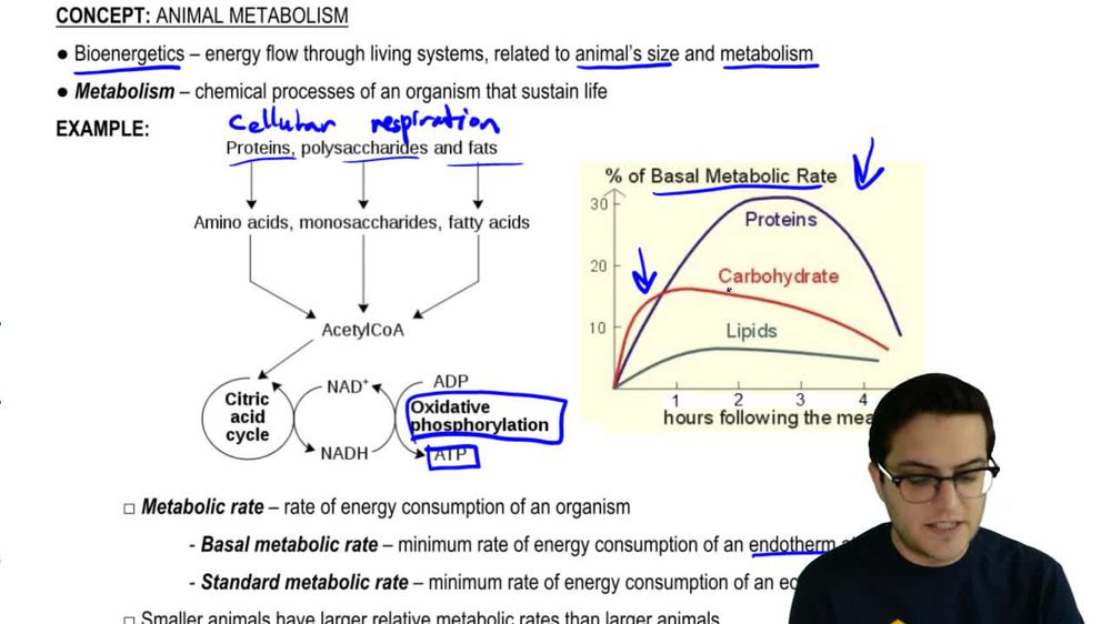 Metabolism & Nutrition, Part 2: Crash Course Anatomy & Physiology ...