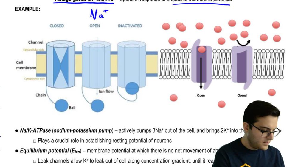 Schwann cells make up the __________. | Pearson+ Channels