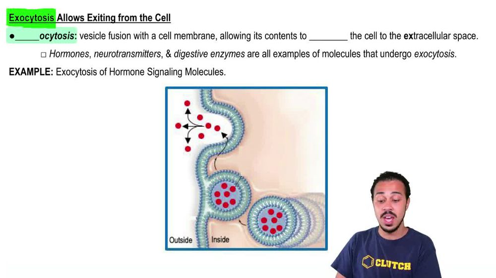 Endocytosis, exocytosis, phagocytosis, and pinocytosis explained ...