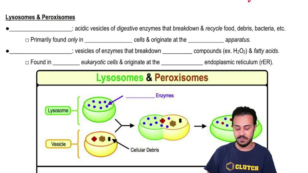 Microscopes Video Tutorial & Practice | Pearson+ Channels