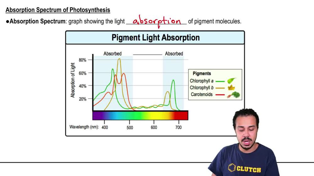 Chloroplasts, Pigments And Photosystems in Photosynthesis | Pearson+ ...