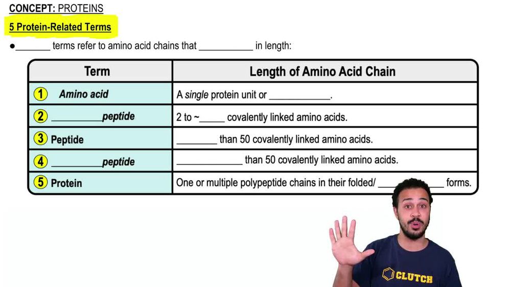 Animation: Proteins | Pearson+ Channels