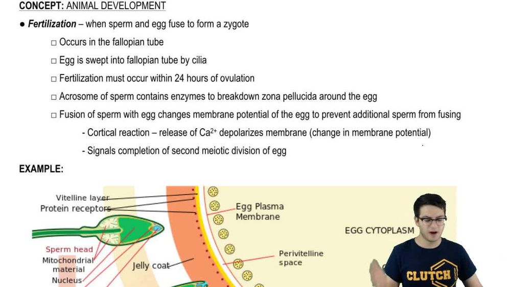 General Embryology Review in 20 minutes | Pearson+ Channels