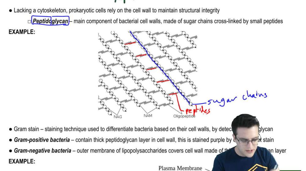Bacterial flagella have a very complex structure composed of 42 d ...