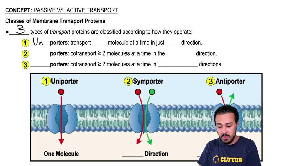 Cell transport- Passive and Active Transport | Pearson+ Channels