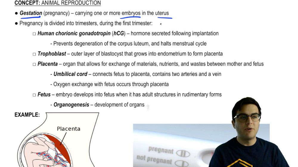 Menstrual Cycle (Mnemonic) | Pearson+ Channels