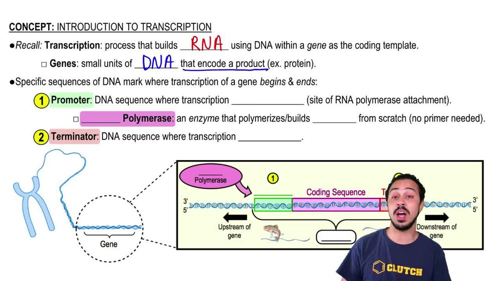 Animation: Overview of Transcription in Bacteria | Pearson+ Channels